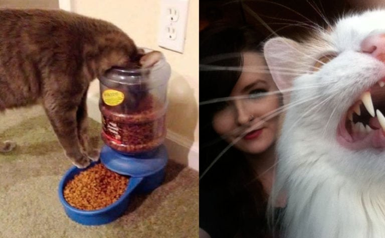 Basic Training Tips For Taming Your Cat | Myawesomecat.com
