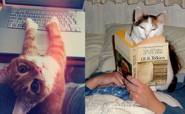 How to Satisfy Cat Hunting Instincts Appropriately | Myawesomecat.com