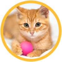 Complete Guide to Caring for your Cat and help it live longer.